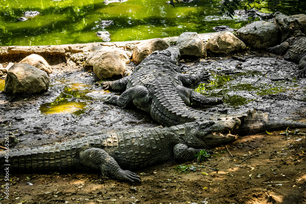 Mugger Or Marsh Crocodile Living At The Madras Crocodile Bank Trust and ...