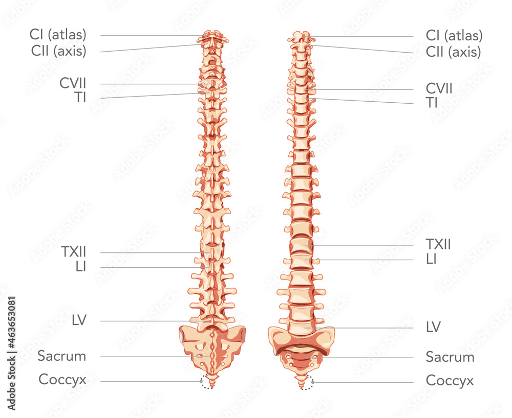 Human vertebral column in anterior posterior view, with spine parts ...