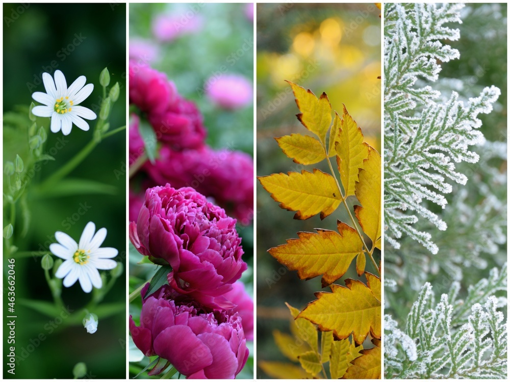 Four seasons. For calendar. A pictures that shows four different ...
