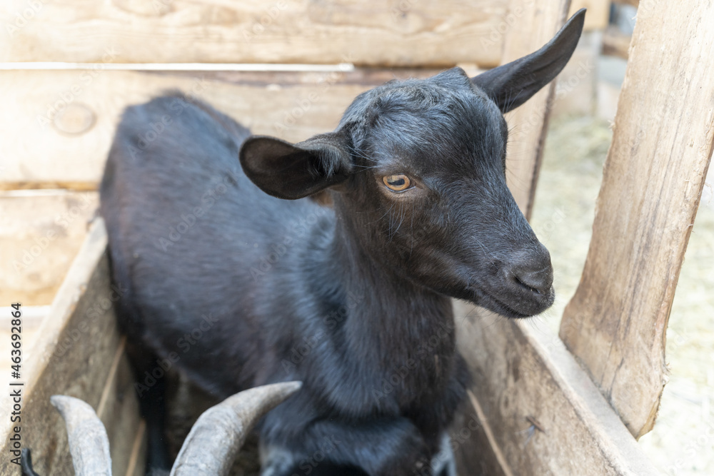 black goat without horns is standing in wooden shed. Agriculture ...