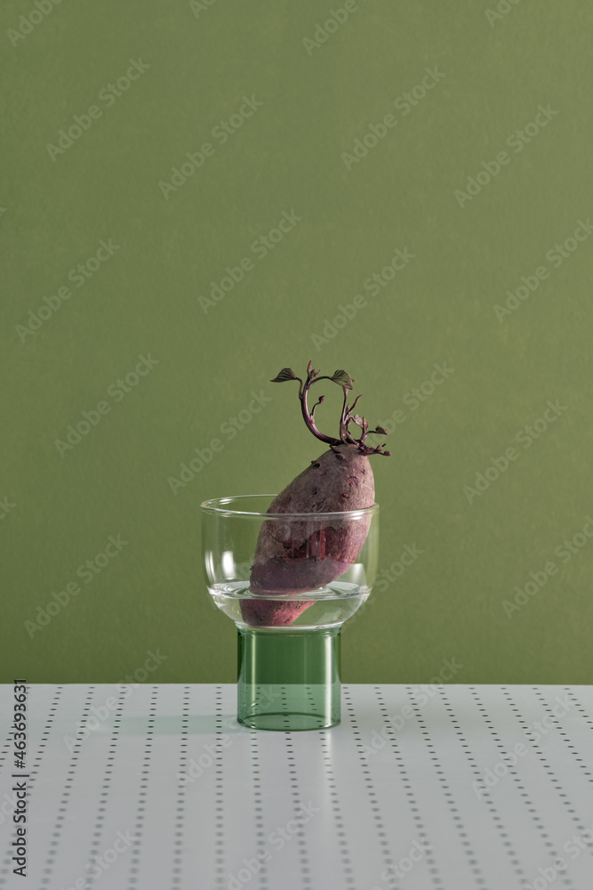 Sweet potato plan Stock Photo | Adobe Stock