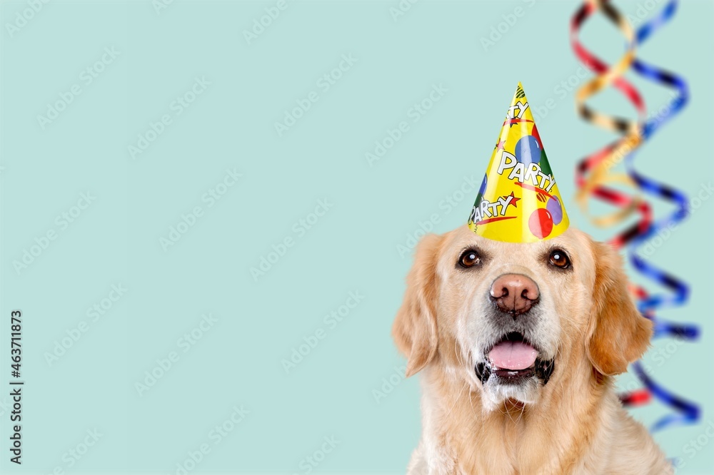 Cute dog celebrating at a birthday party with confetti and cool party ...