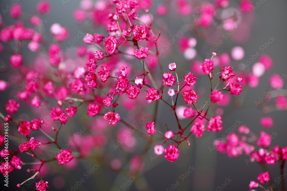 Pink flower background Stock Photo | Adobe Stock