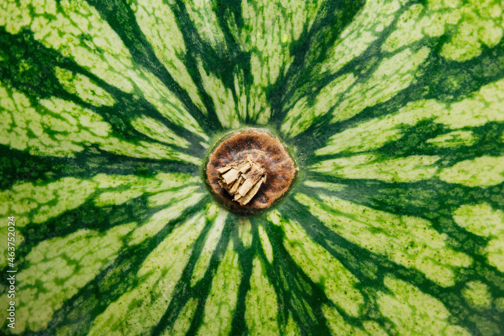 Watermelon rind Stock Photo | Adobe Stock