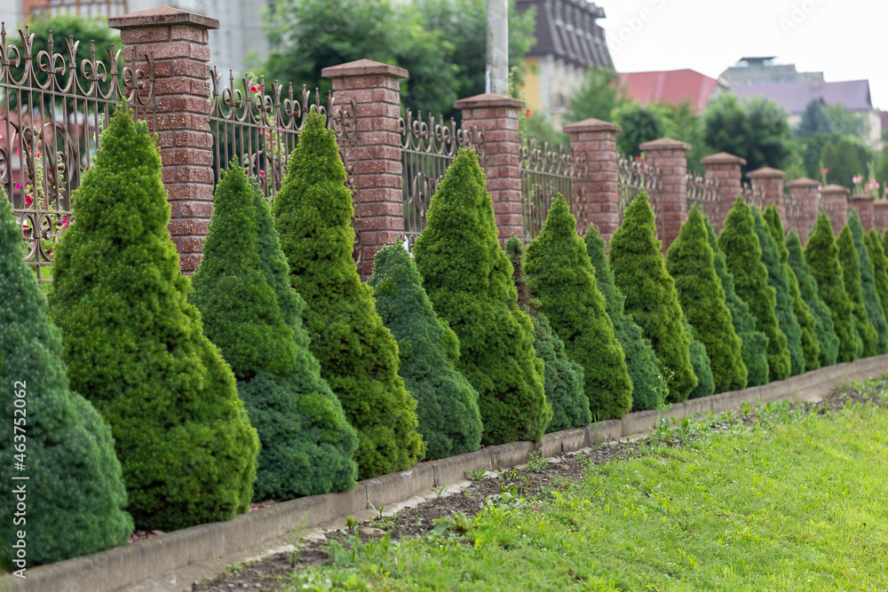 conical spruce grow against the background of coniferous plants ...