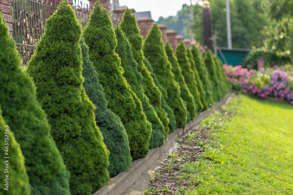 conical spruce grow against the background of coniferous plants ...