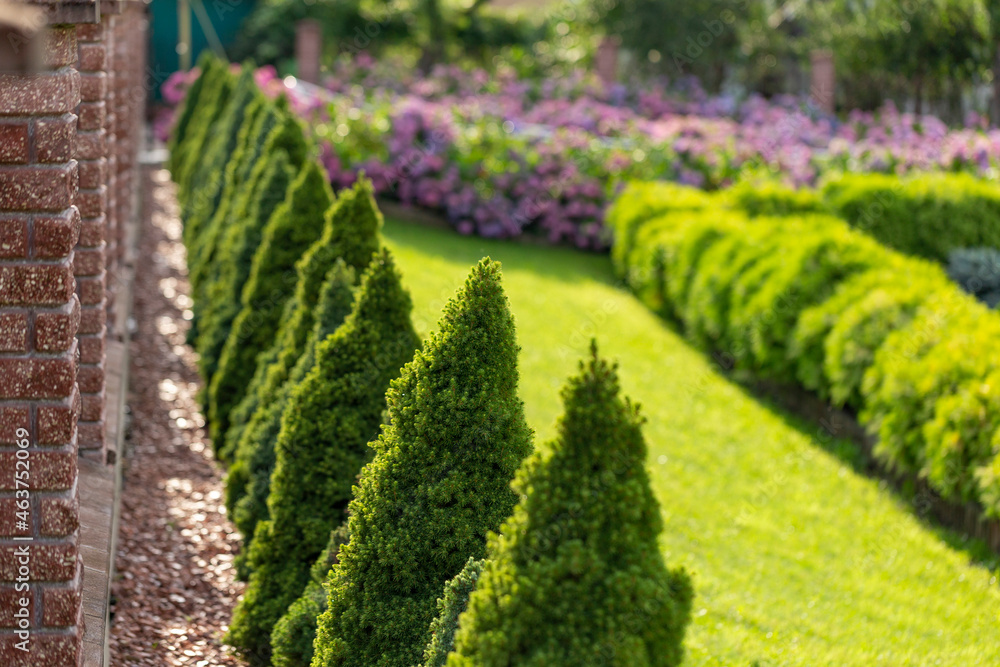 conical spruce grow against the background of coniferous plants ...
