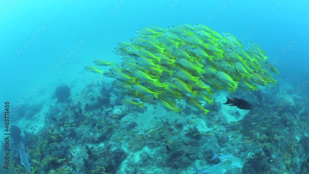 Shoal of snappers in wonderful seabed of the Andaman Sea Islands ...