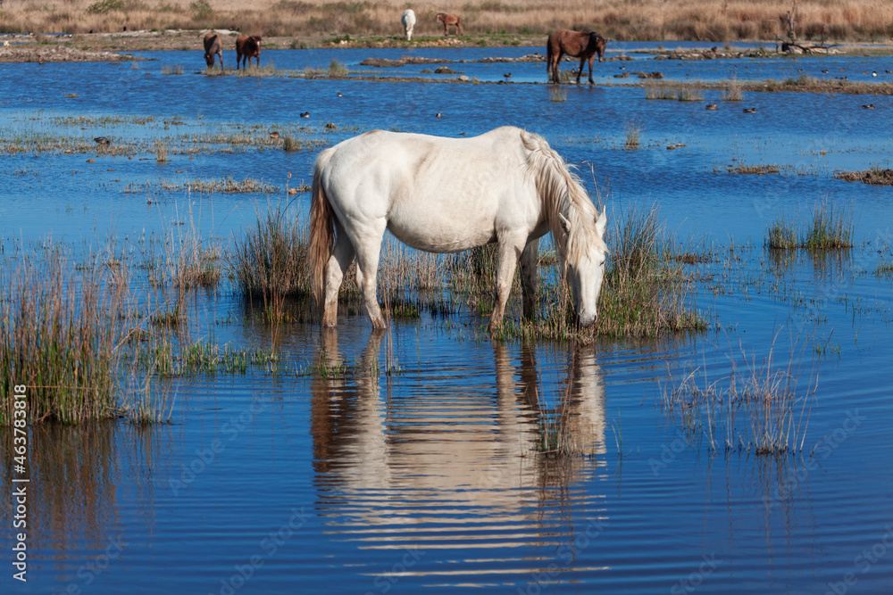 Nature reserve with wild horses . Mare grazing in the swamp . Wild area ...