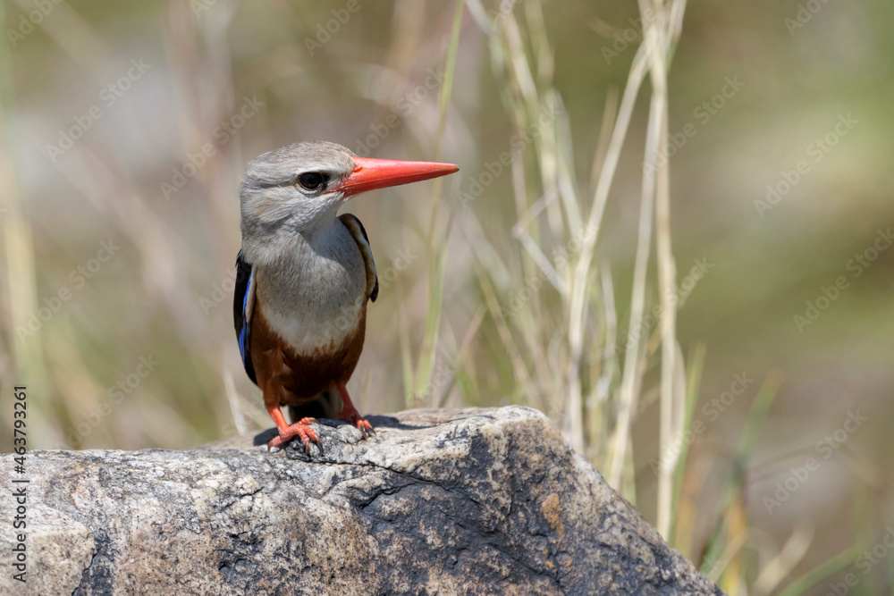 Grey Headed Kingfisher