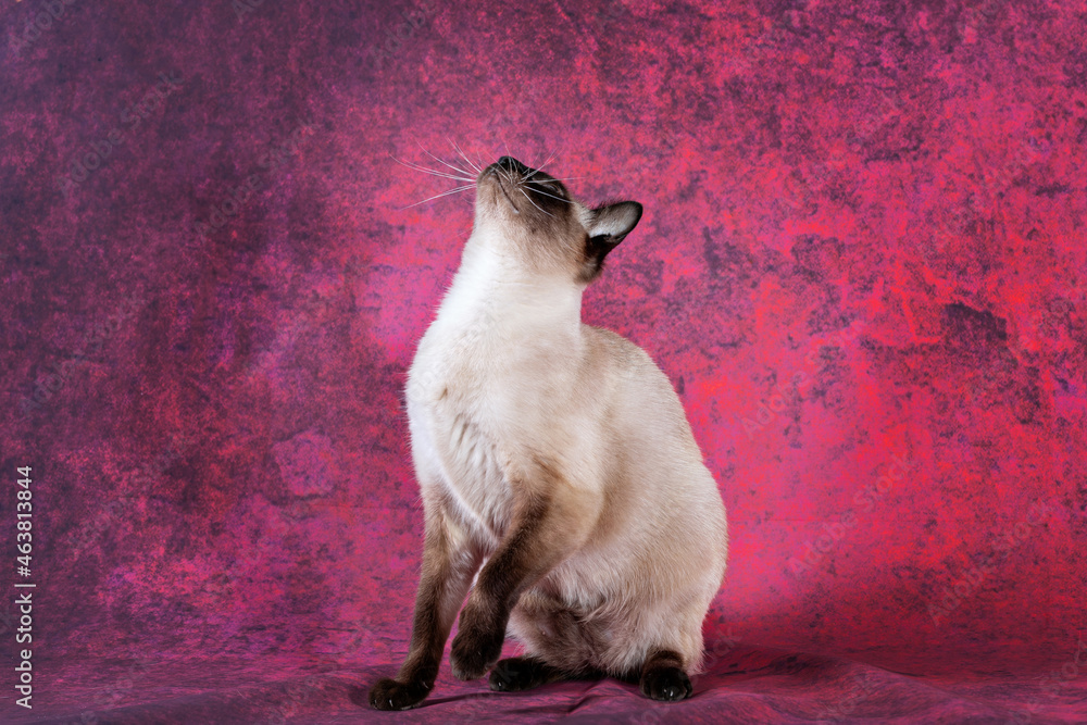 An adult Siamese cat sits with its front paw raised and looks up. Red ...