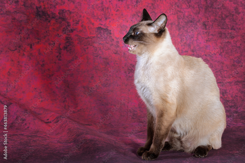 The Thai Siamese cat sits and meows loudly and opens its mouth wide ...
