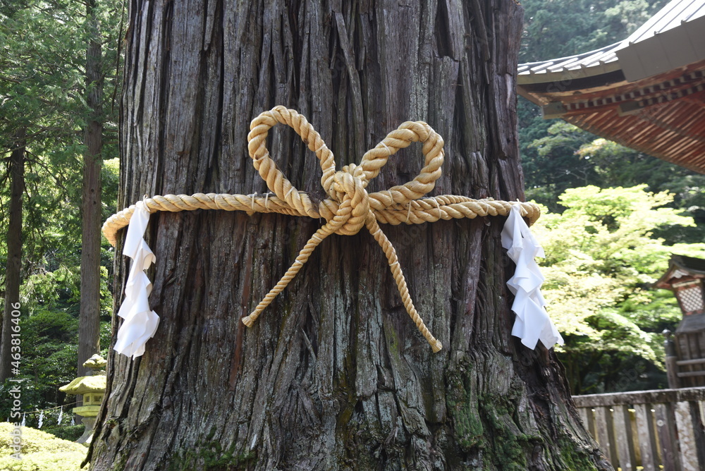 The sacred tree is decorated with sacred straw rope in the precincts of ...