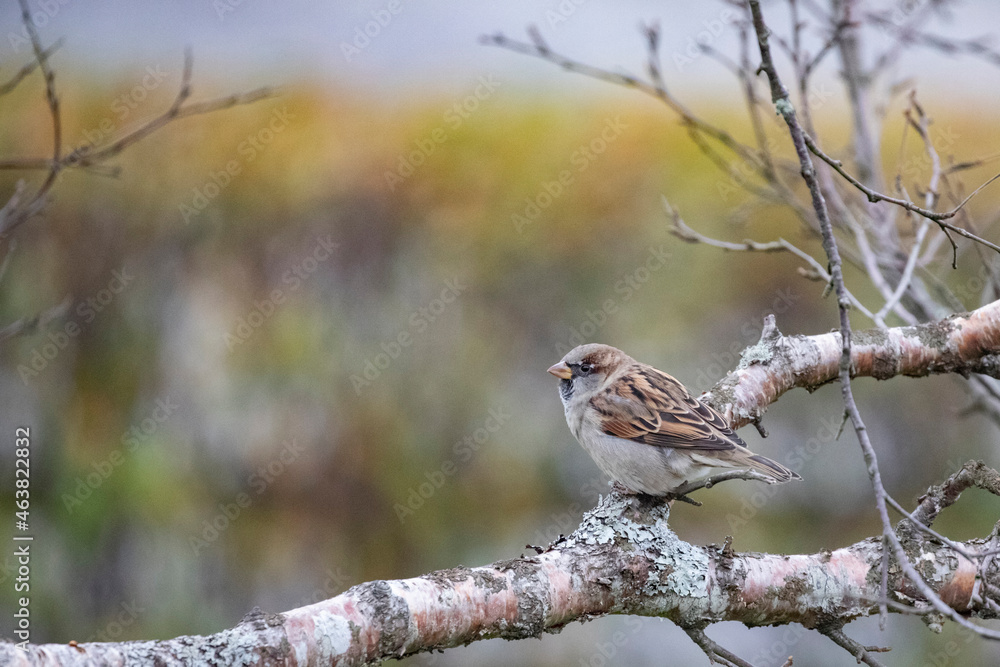 Passer domesticus - Sparrow or sparrow is a species in the sparrow ...