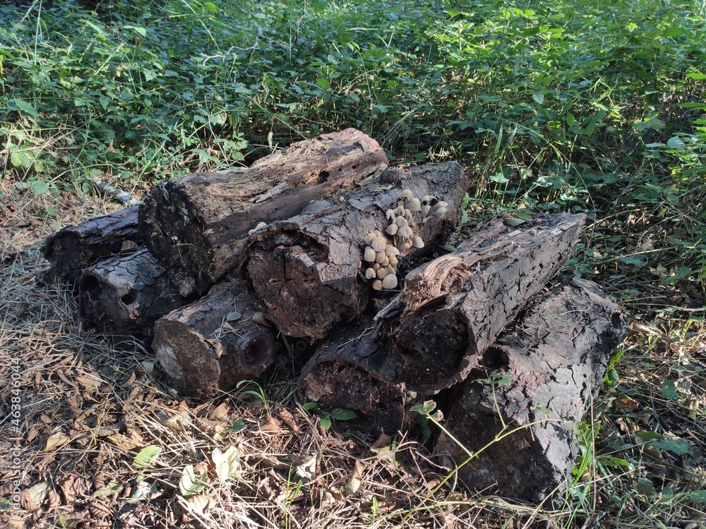 Bûches ou tronc d'arbres coupés, sciés, travail de bucheron, posés dans ...