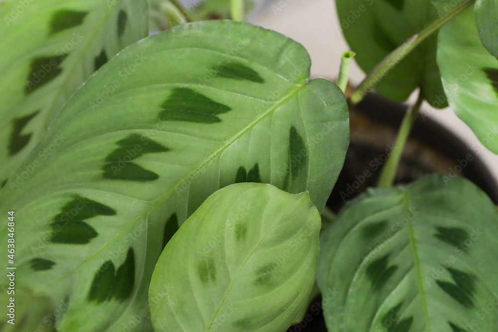 Beautiful leaves of arrowroot bicolor. Tropical textured background ...