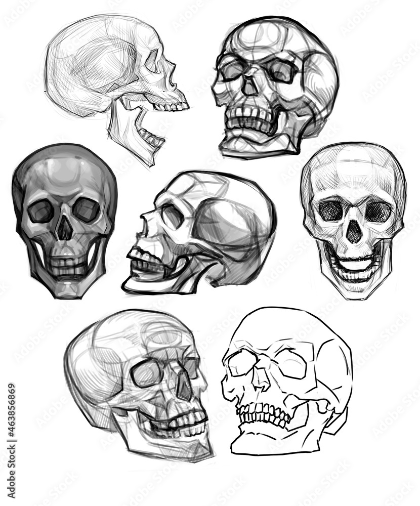 Sketch academic drawing skull digital art. human skillet isoletad on ...