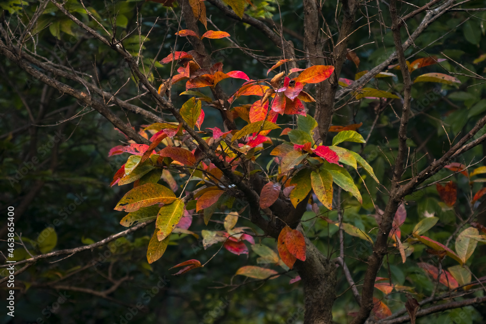 Red and yellow and green leaves. Pride of India tree, during autumn ...