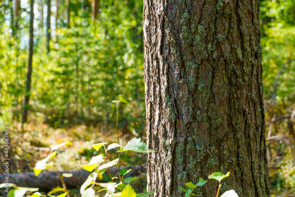 Trunk of pine tree in backdrop of nature of wild pine forest in summer ...