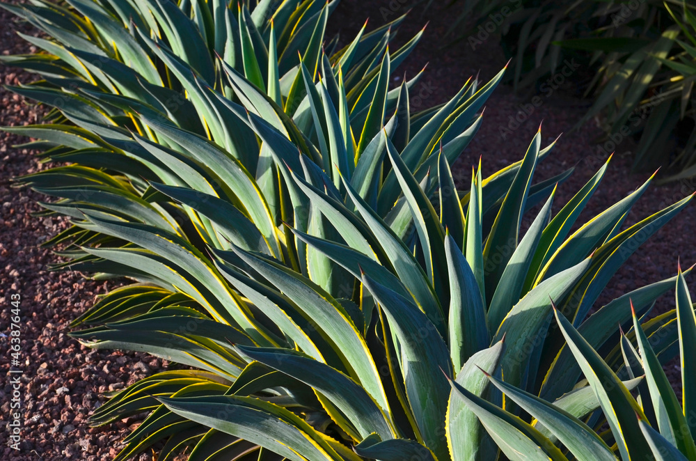Agave americana or Marginata common names Century plant, Maguey ...