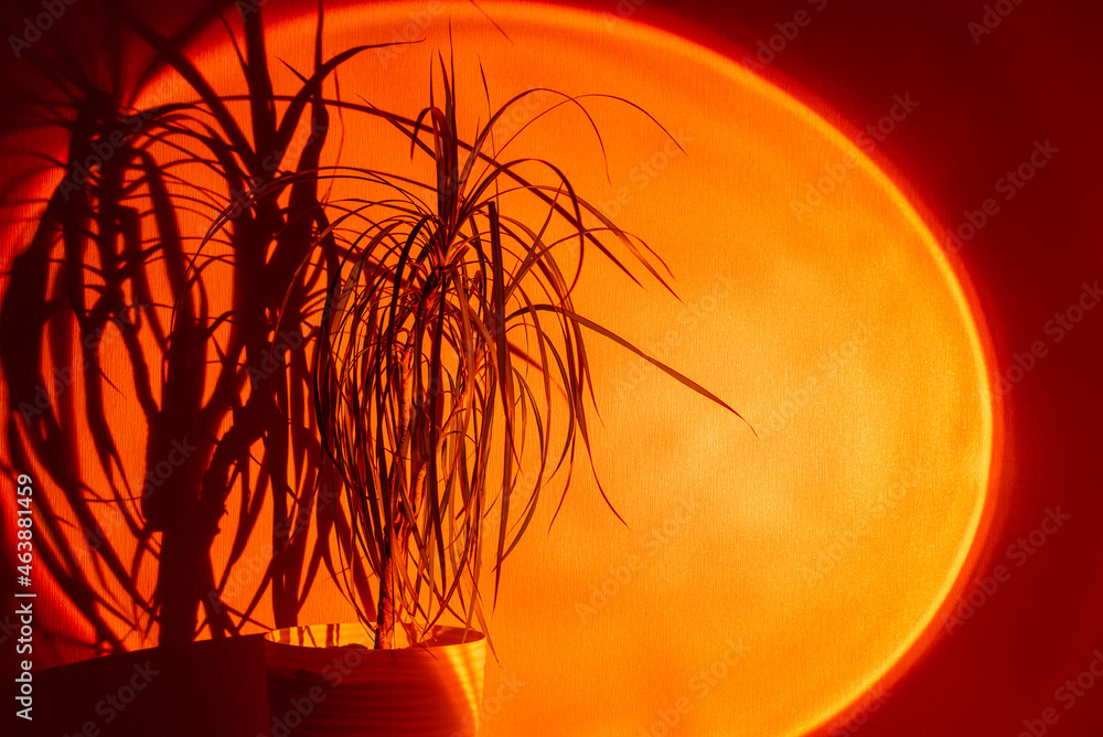 Dark silhouette of green plant in white pot and cast shadow illuminated ...