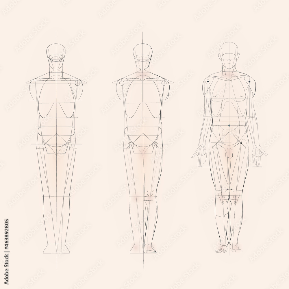 Human body artistic anatomy drawing Stock Vector | Adobe Stock