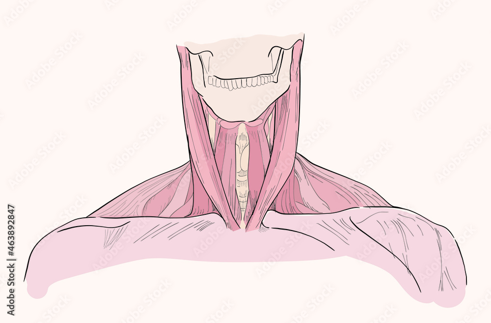 The muscles of the throat and nape, neck Front view. Neck anatomy Stock ...