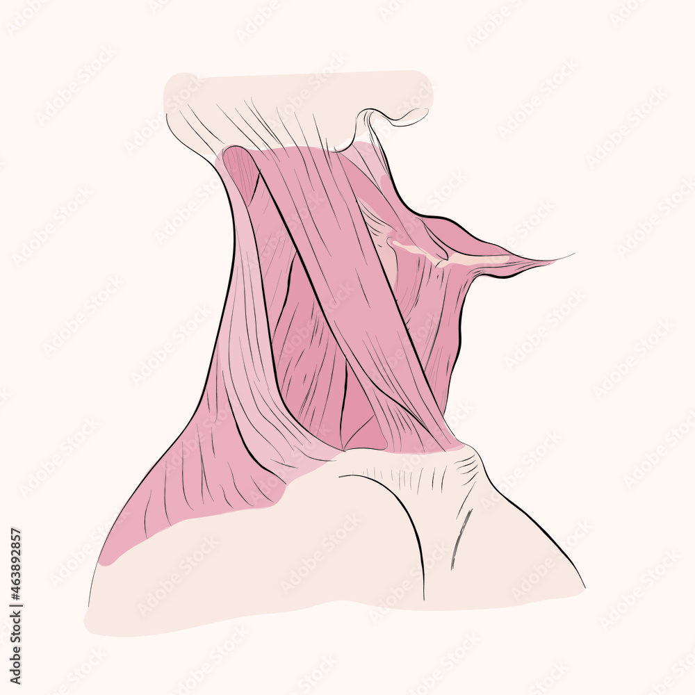 The muscles of the throat and nape, neck Side view. Neck anatomy Stock ...