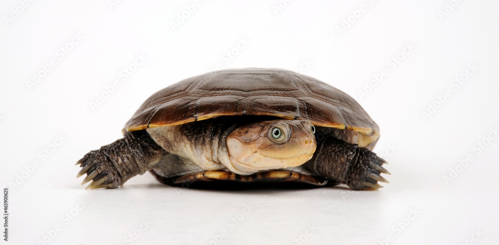 Schwarze Pelomedusenschildkröte // West African Black Forest Turtle ...