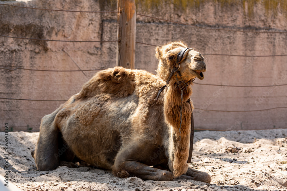 Camel sleeping on the sand with closed eyes. Portrait of a tired dromedary lying on the ground ...