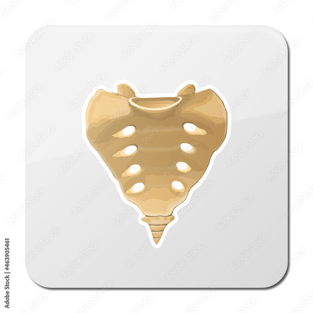 2d illustration of human skeleton . sacrum bone anatomy. Stock ...