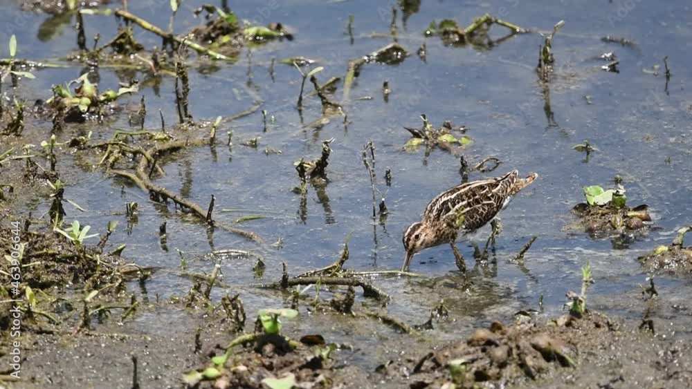 common snipe probing with its very long bill searching for earthworms ...