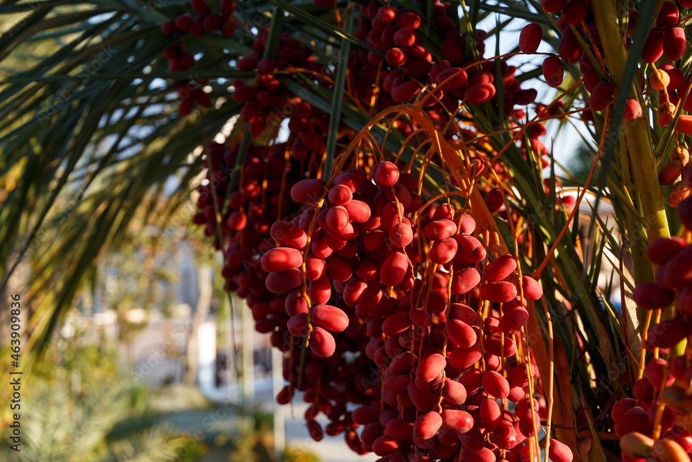 Delicious fresh dates growing on a palm tree. Fresh date palms that ...