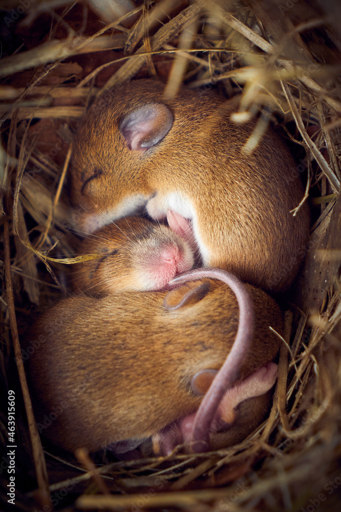 Baby mice sleeping in nest in funny position (Mus musculus) Stock Photo ...
