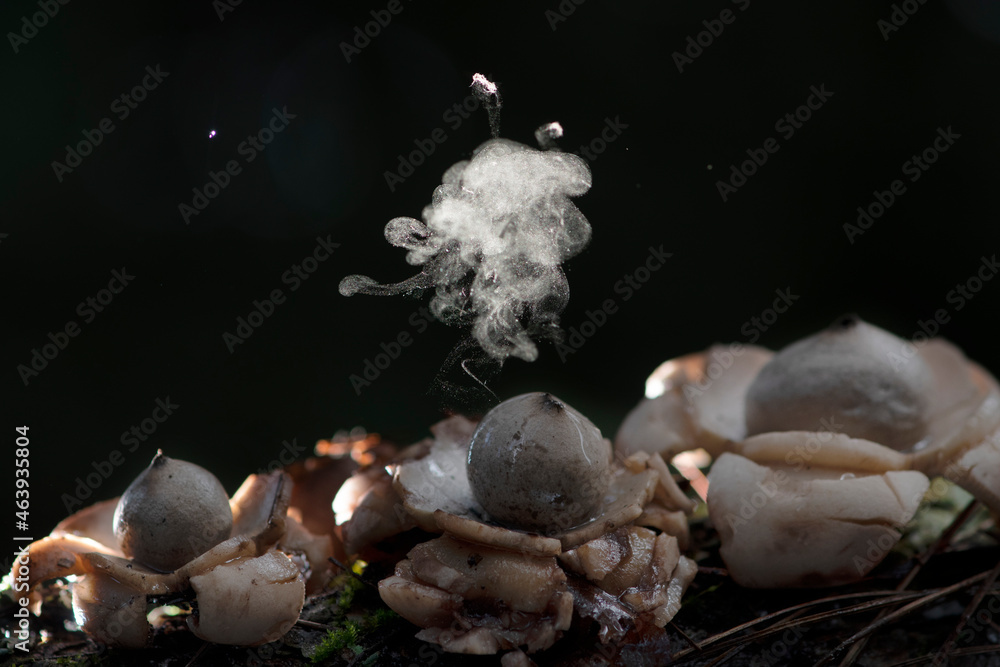 Puffball Mushroom releasing Spores dust in Tropical Rainforest. Stock ...