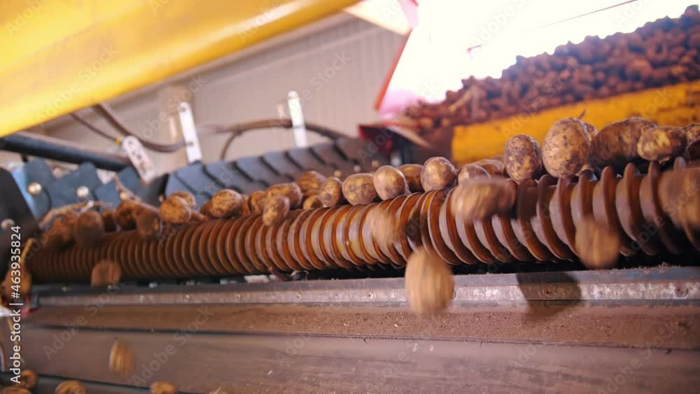 potato harvesting. close-up. automatic, machine cleaning of freshly ...