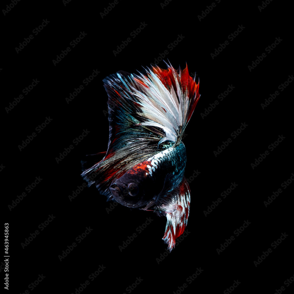 Beautiful multi color of Siamese fighting fish Stock Photo | Adobe Stock
