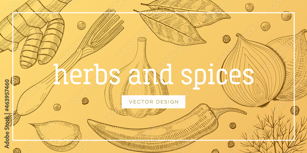 Set of seasoning and culinary plant, hand drawn sketch vector ...