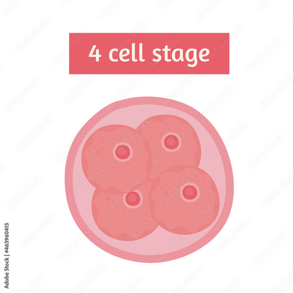 fertilization four cell stage Stock Vector | Adobe Stock