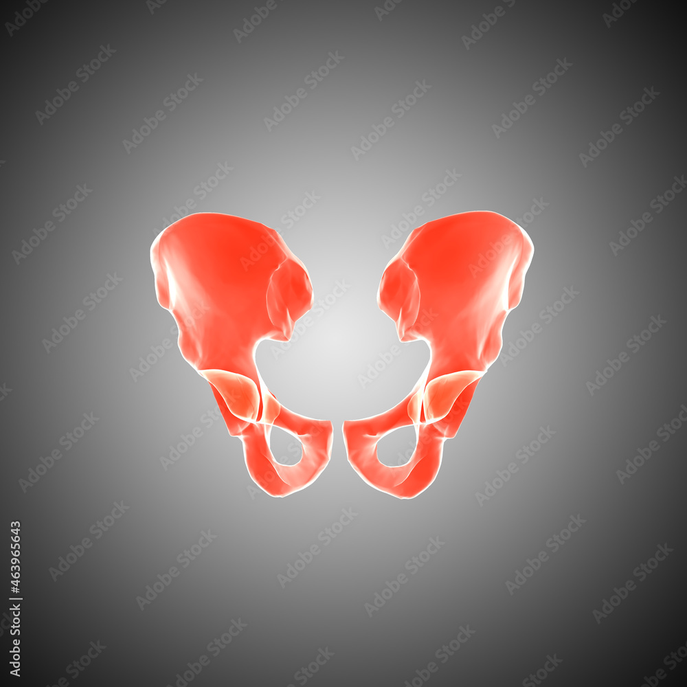 The pelvis is the lower part of the human trunk between the abdomen and ...