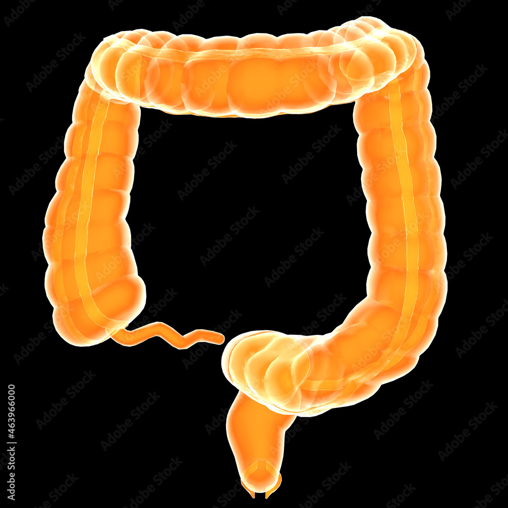 the last part of the gastrointestinal tract and of the digestive system ...