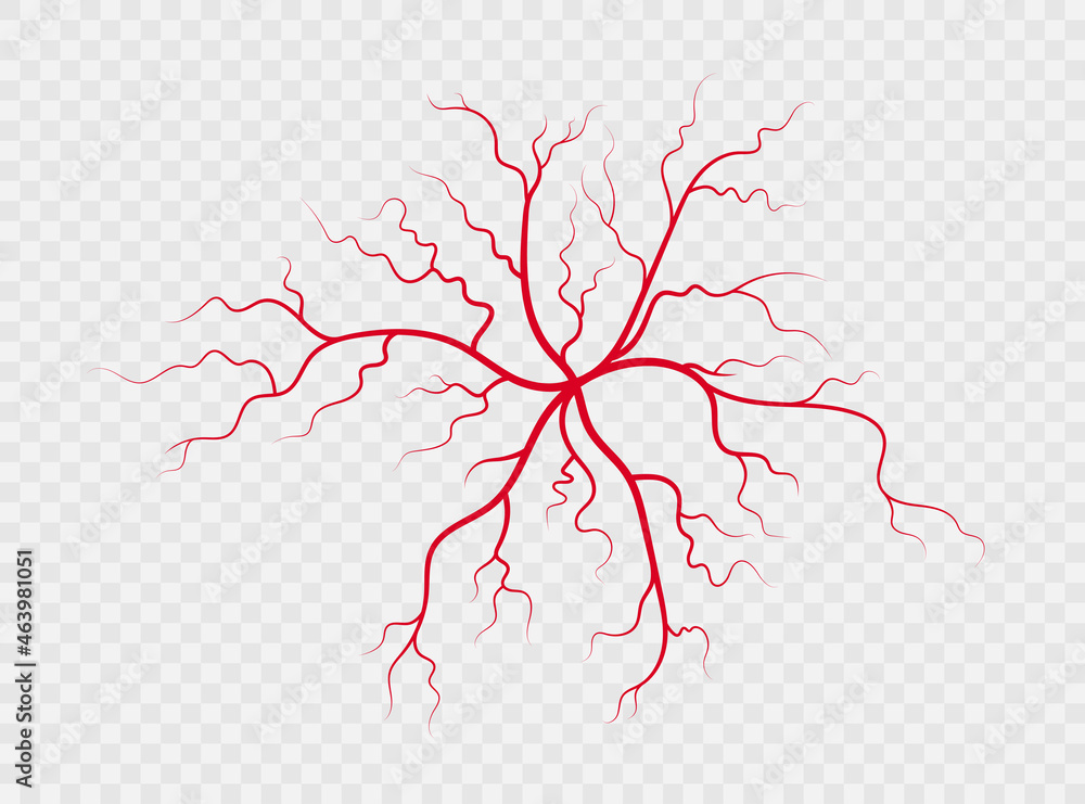 Human veins and arteries. Red branching spider-shaped blood vessels and ...