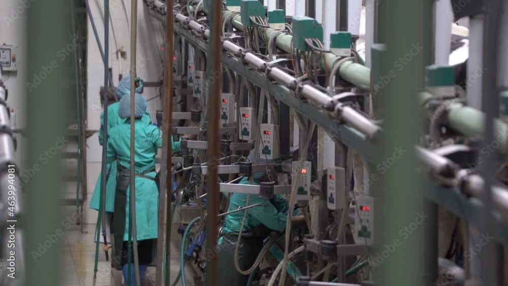 Video „A milkmaid connects the milking machine. The cows udder. milking ...