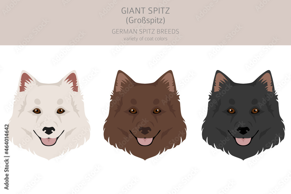 German spitz, Giant spitz clipart. Different poses, coat colors set ...