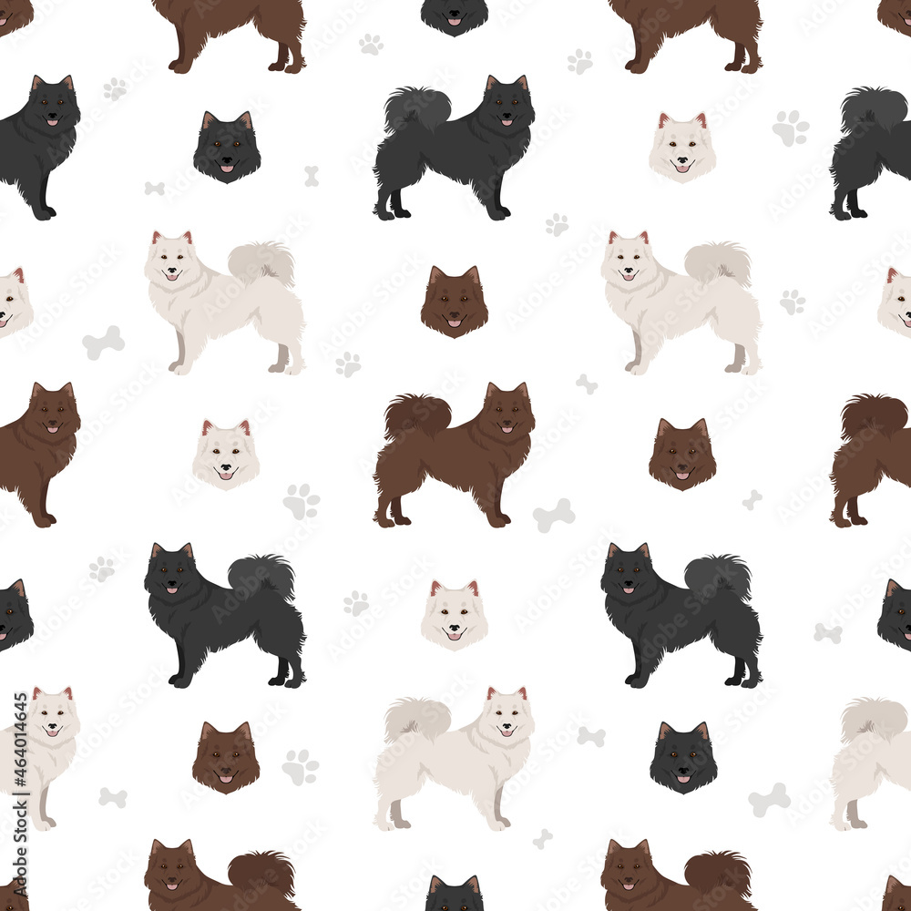 German spitz, Giant spitz clipart. Different poses, coat colors set ...
