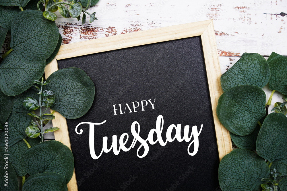 Happy Tuesday typography text and eucalyptus leaves border frame on ...