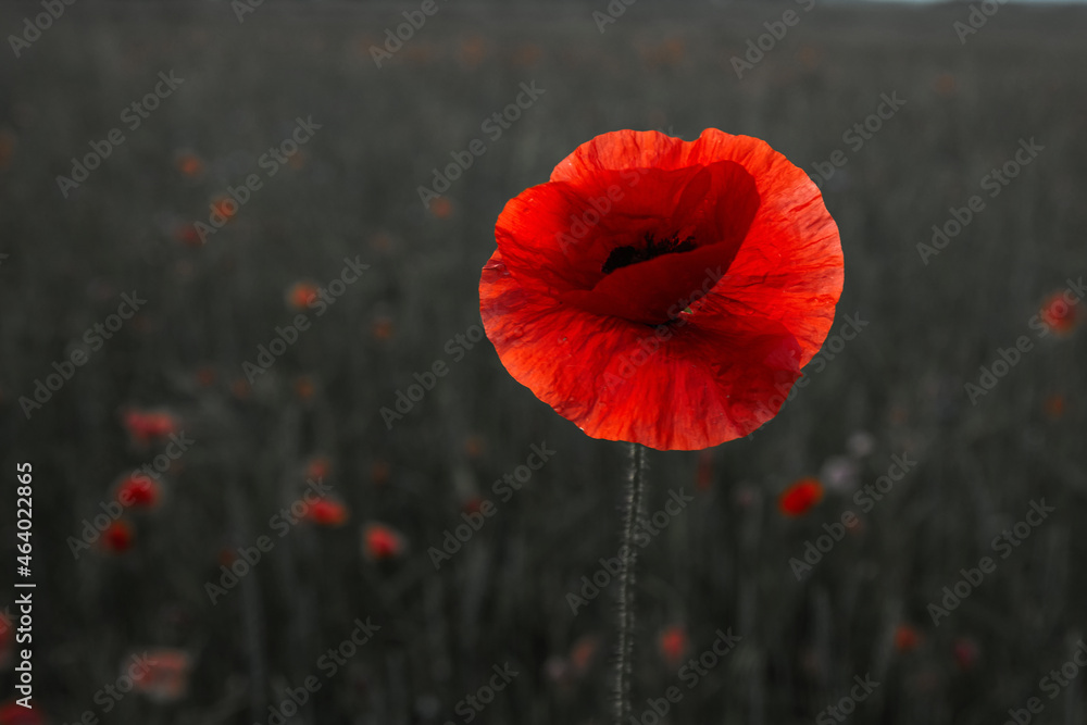 Remembrance day poppy. Red poppies in a poppies field with desaturated ...