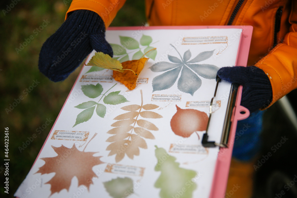 Exploring the leaves of trees, getting to know nature. The child ...