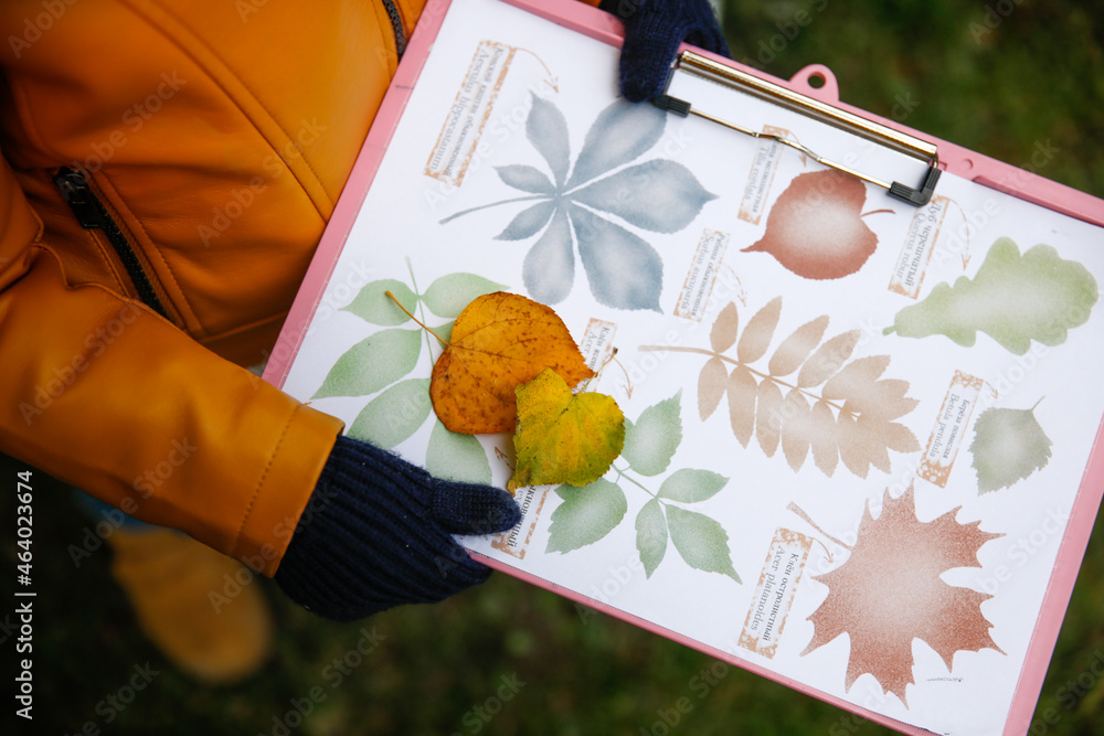 Exploring the leaves of trees, getting to know nature. The child ...