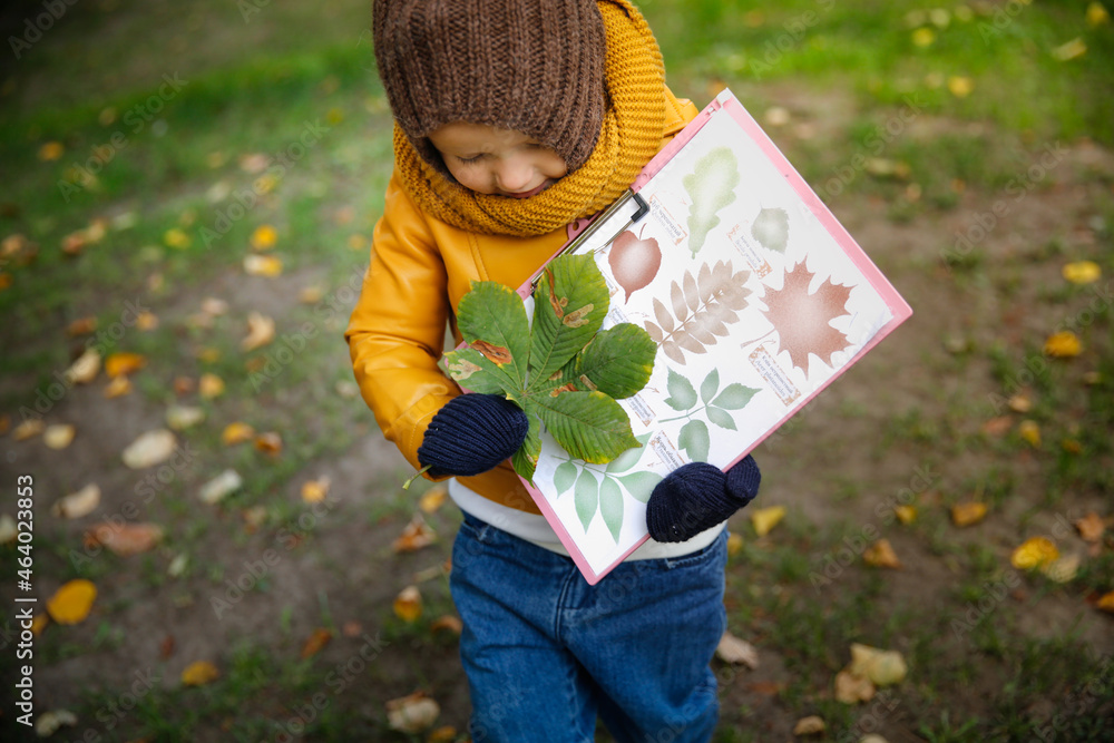 Exploring the leaves of trees, getting to know nature. The child ...